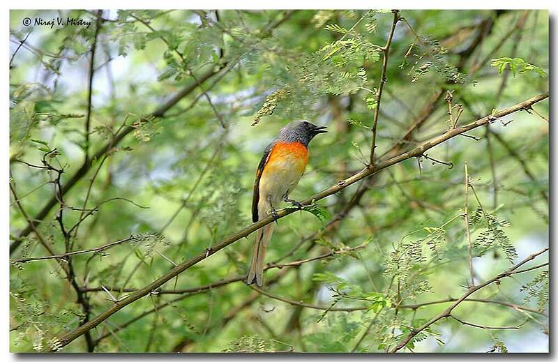 Minivet oranor - nvmi16067