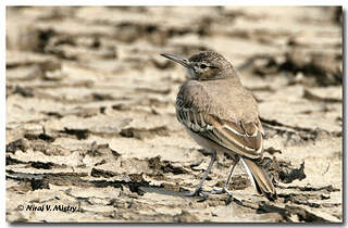 Sirli du désert - nvmi46362