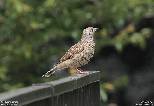 Grive draine juvénile - olla123490