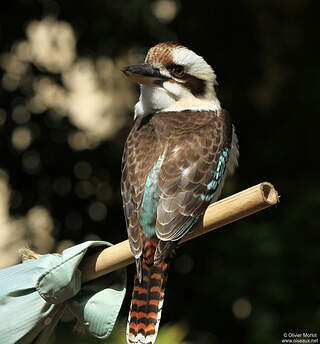 Martin-chasseur géant - olmo338361