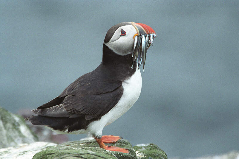 Macareux moine - olpa1495