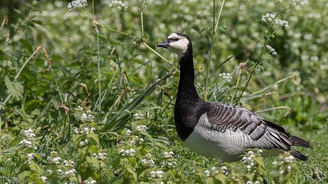 Bernache nonnette - pber170398