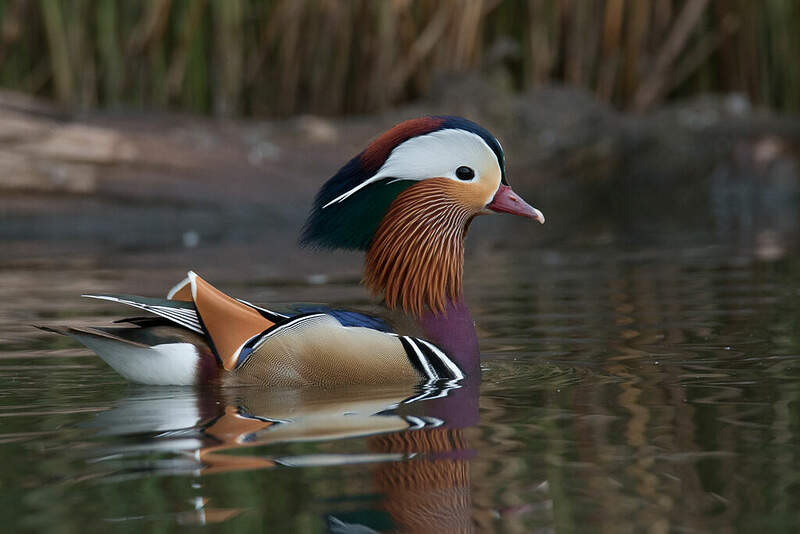 Canard mandarin - pber170545