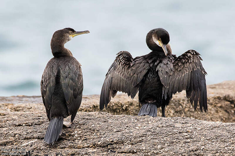 Cormoran huppé juvénile - pber191392
