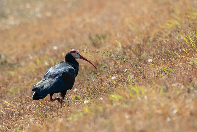 Southern Bald Ibis - Geronticus calvus - pber303829