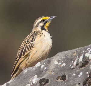 Sentinelle d'Abyssinie - Macronyx flavicollis