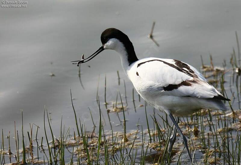 Avocette élégante adulte - pbec142797