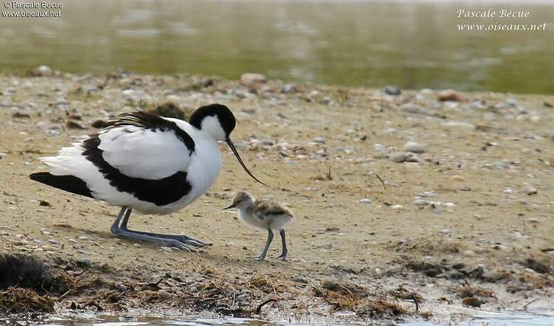 Avocette élégante - pbec143478