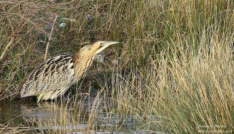 Butor étoilé adulte - pbec138790