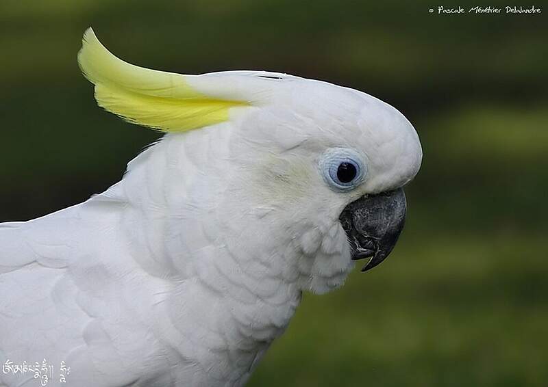 Cacatoès à huppe jaune - Cacatua galerita - pame195964