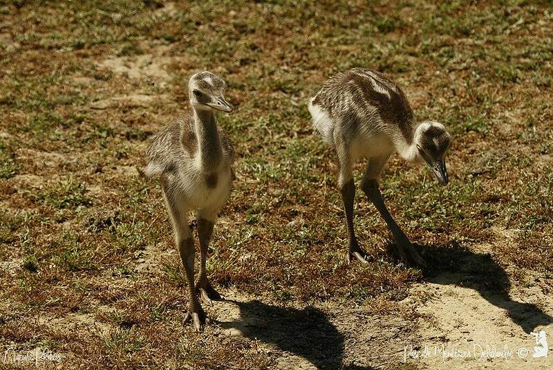 Nandou d'Amérique Poussin - pame195365