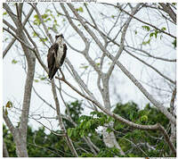 Balbuzard pêcheur - Pandion haliaetus