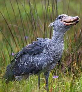 Bec-en-sabot du Nil - Balaeniceps rex