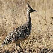 Tinamiformes - Oiseaux.net