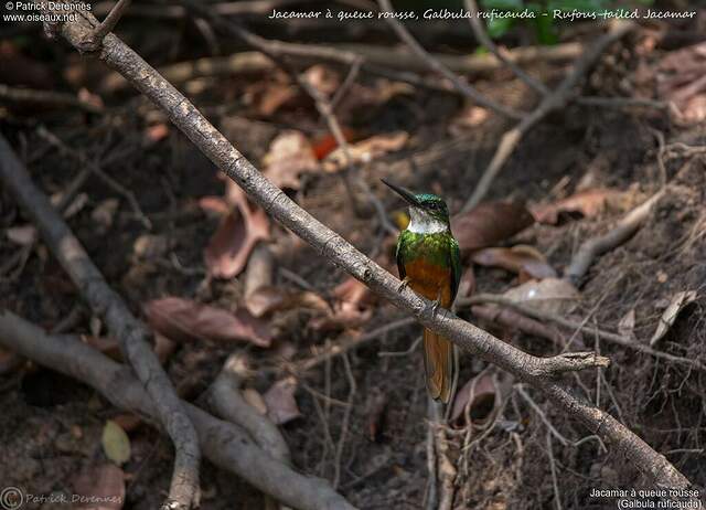 Jacamar à queue rousse - pade237440