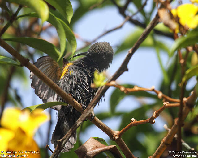 Seychelles Sunbird - Cinnyris dussumieri male - pade92628