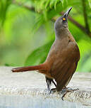 Brown Trembler - Cinclocerthia ruficauda