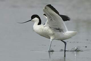 Avocette élégante adulte nuptial - pafi182187