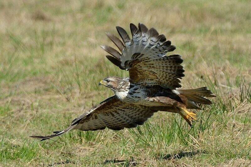 Buse variable adulte - pafi147907