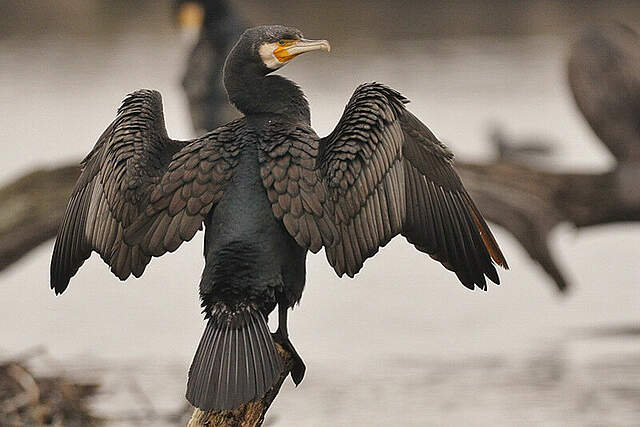 Grand Cormoran - pafi110502