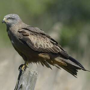 Milan noir - Milvus migrans