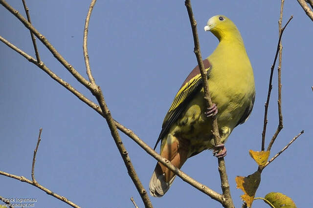 Grey-fronted Green Pigeon - Treron affinis male adult - pain298754