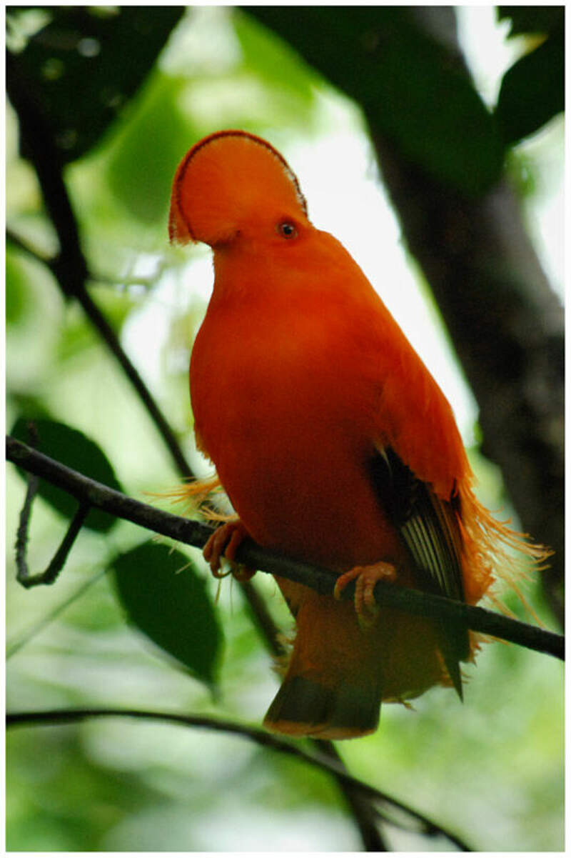 Coq-de-roche orange mâle adulte - pain45978