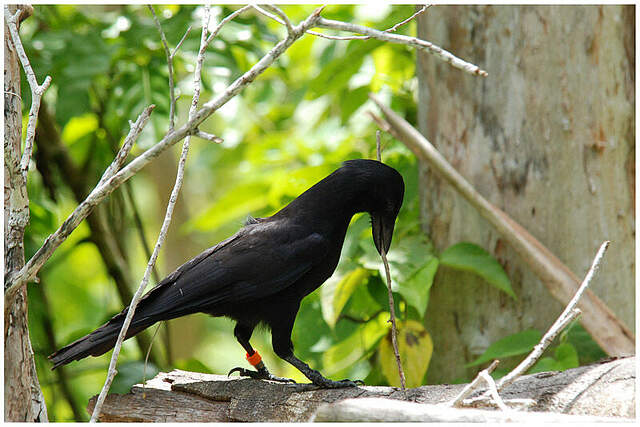 New Caledonian Crow - Corvus moneduloides - pain43321