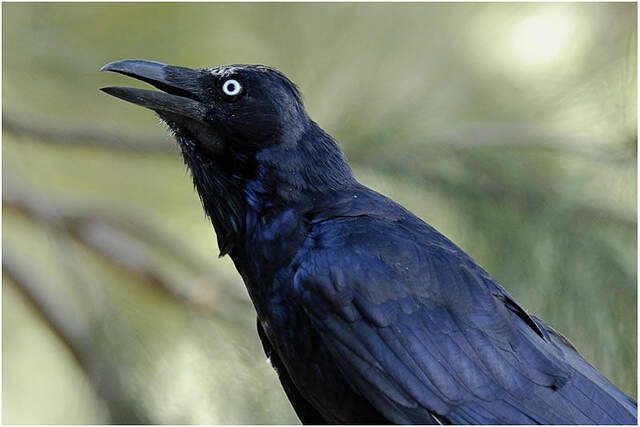 Corbeau d'Australie adulte - pain35297