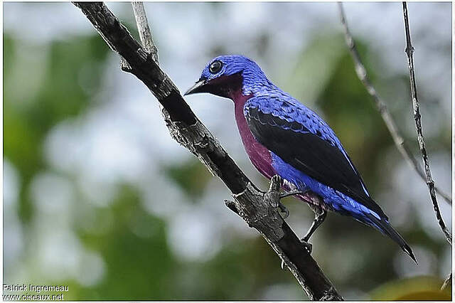 Purple-breasted Cotinga - Cotinga cotinga male adult - pain54827