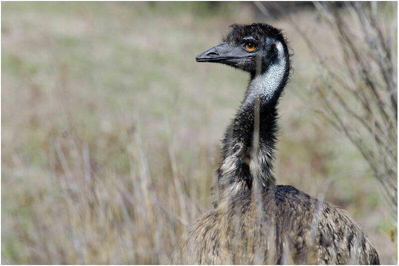 Emu - Dromaius novaehollandiae adult - pain37582