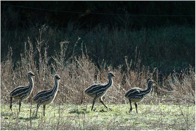 Émeu d'Australie 1ère année - pain24597