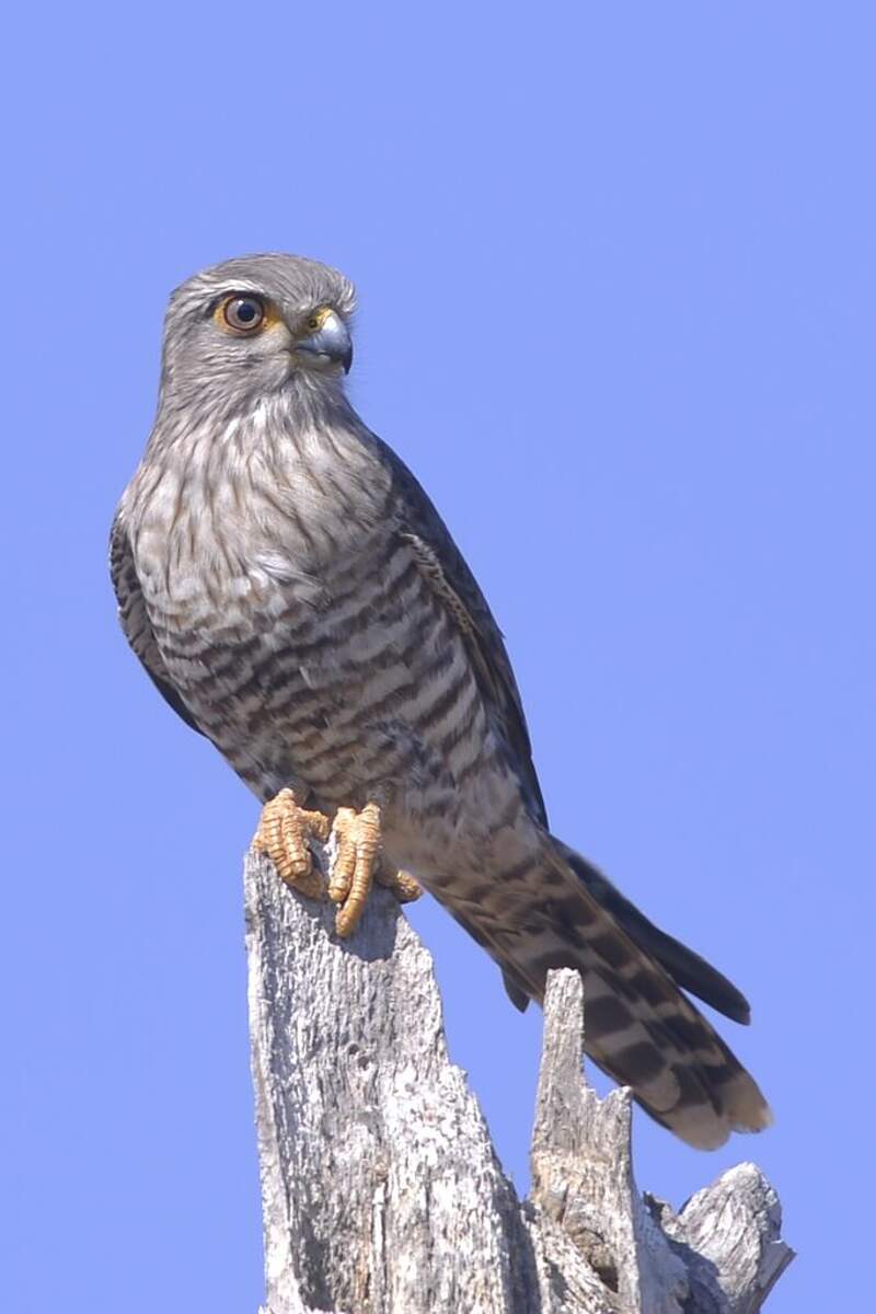 Faucon à ventre rayé adulte - pain292379