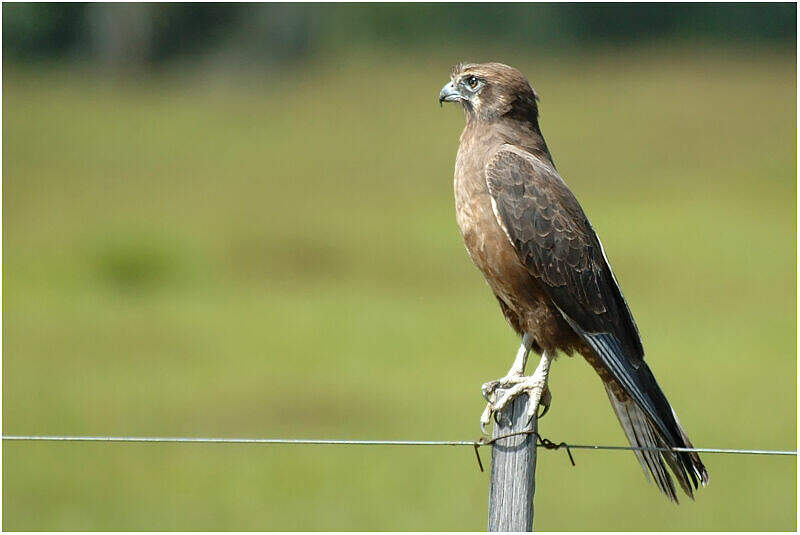 Brown Falcon - Falco berigora - pain21412