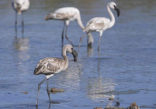 Flamant nain immature - pain292437