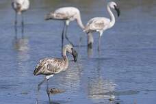 Flamant nain - Phoeniconaias minor