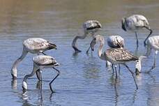 Flamant nain - Phoeniconaias minor