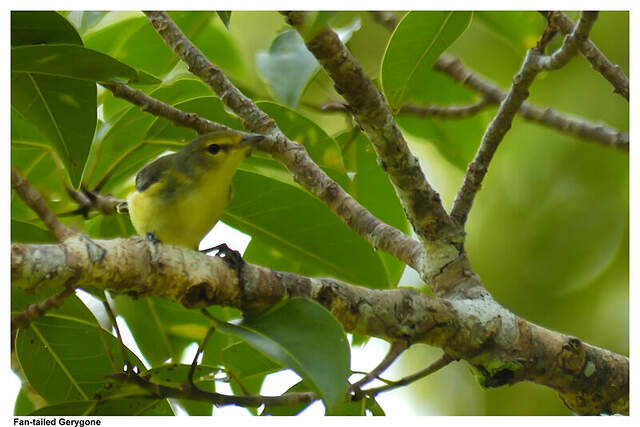 Fan-tailed Gerygone - Gerygone flavolateralis adult - pain37689
