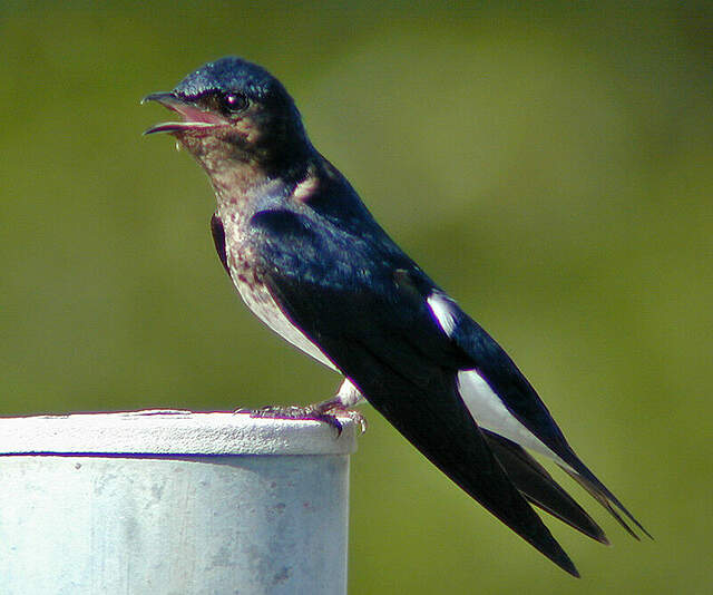 Hirondelle chalybée - pain7750
