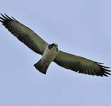 Buse à queue courte - Buteo brachyurus
