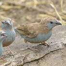 Cordonbleu à joues rouges - Uraeginthus bengalus