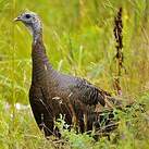 Dindon sauvage - Meleagris gallopavo