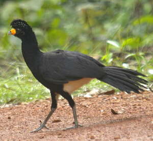 Black Curassow - Crax alector