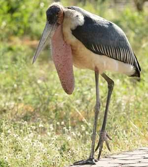 Marabout d'Afrique - Leptoptilos crumenifer