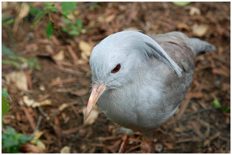 Kagou huppé adulte - pain43902