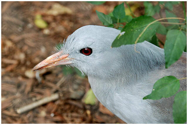 Kagou huppé adulte - pain43905