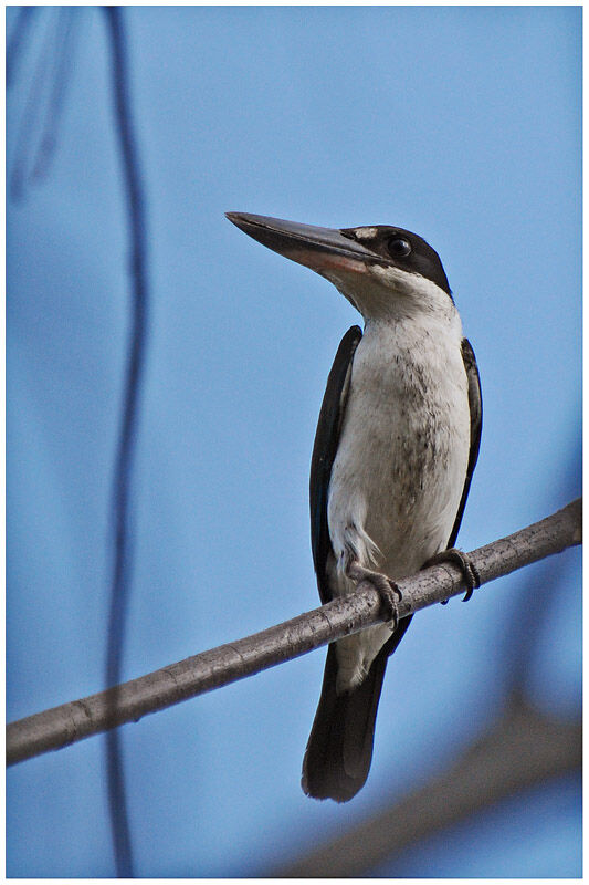 Martin-chasseur de Torrès adulte - pain42530