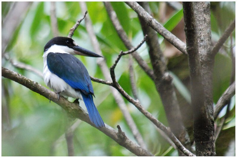Martin-chasseur de Torrès adulte - pain42528