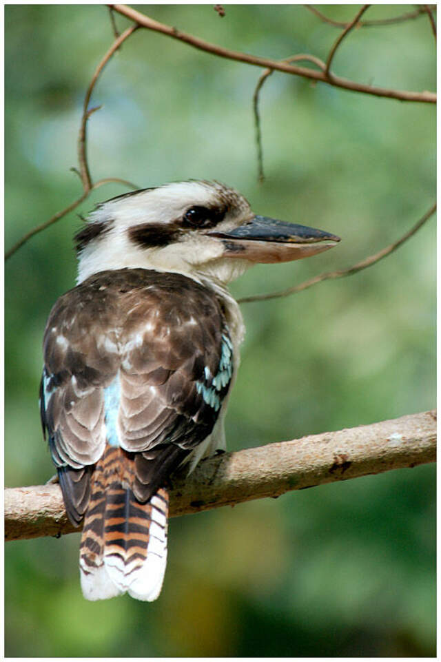 Martin-chasseur géant adulte - pain42641