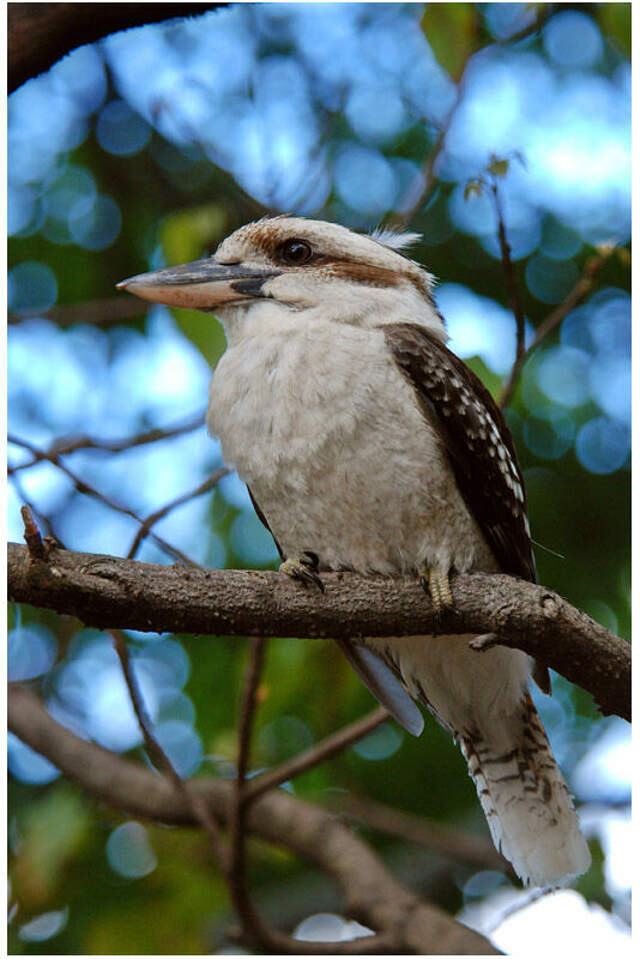 Martin-chasseur géant adulte - pain39141